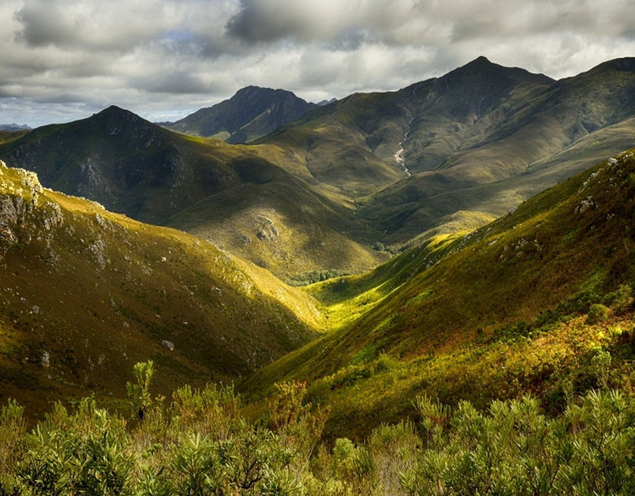 Questions asked by many about Matula Tea - Matula Tea